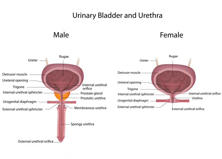 Comparing Male And Female Urinary Systems Labeled Incontinence Uk